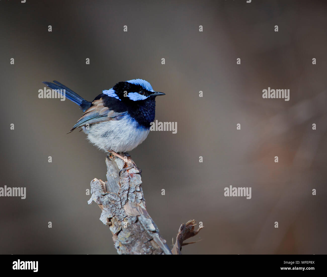 Breeding male wren hi-res stock photography and images - Alamy
