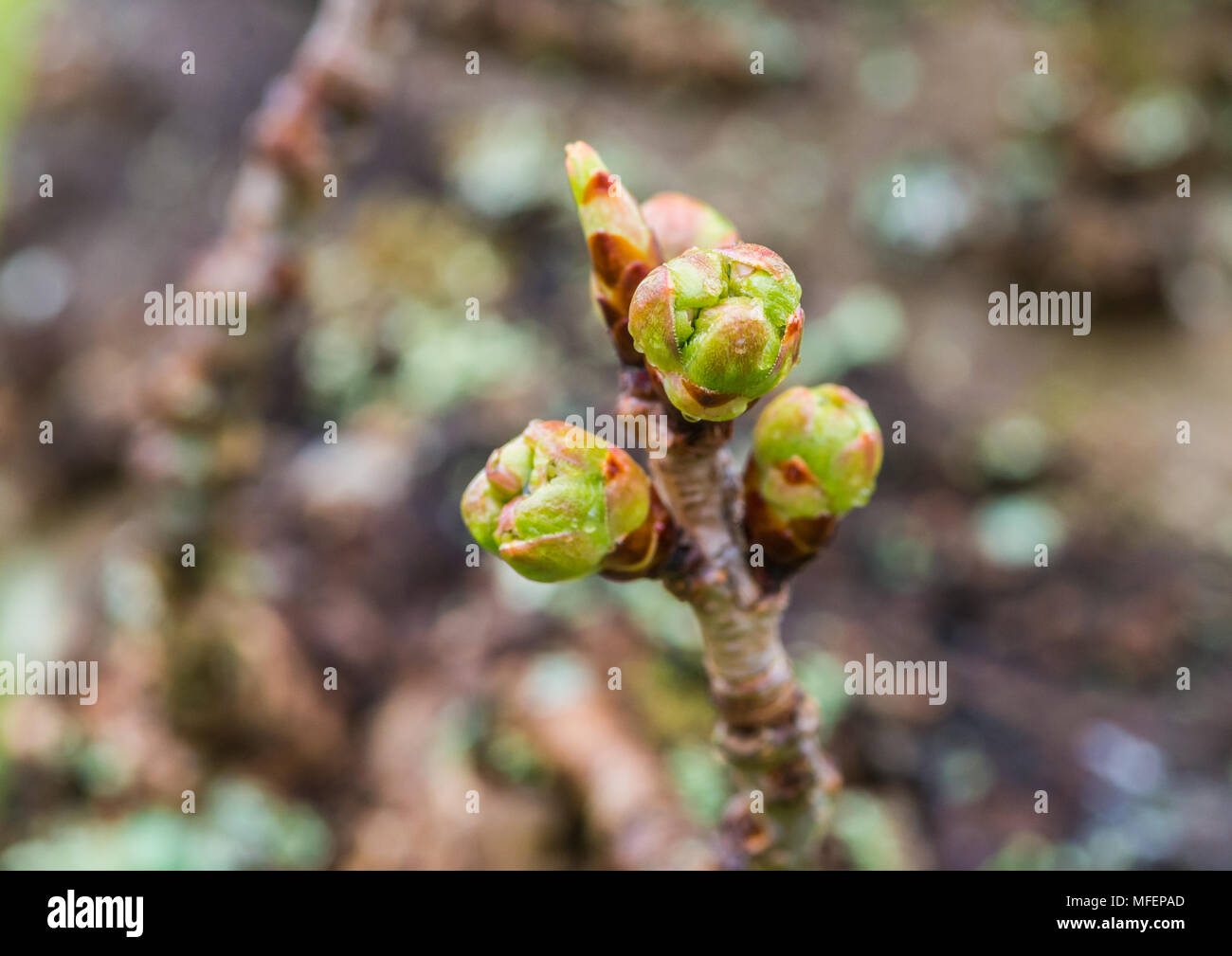 The forming tree hi-res stock photography and images - Alamy