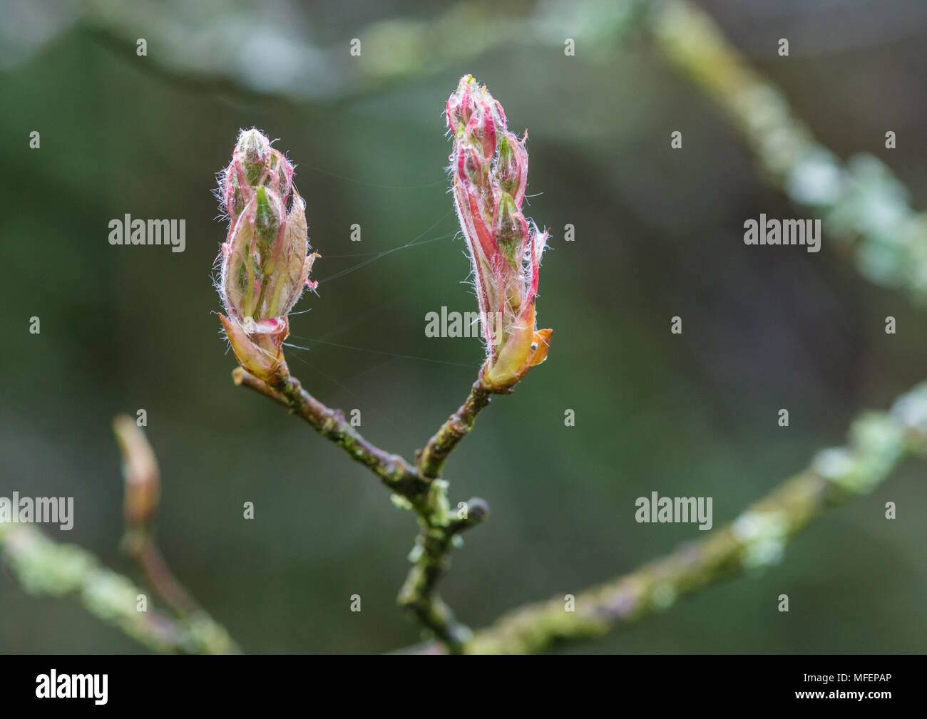 Forming a tree hi-res stock photography and images - Alamy