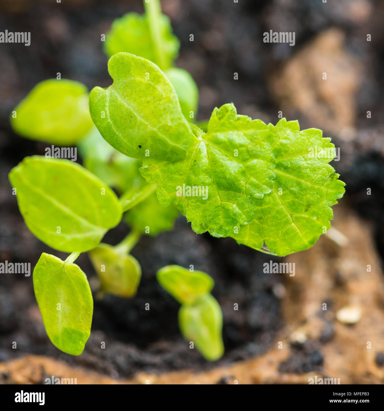 Merlin sylvestris hi-res stock photography and images - Alamy
