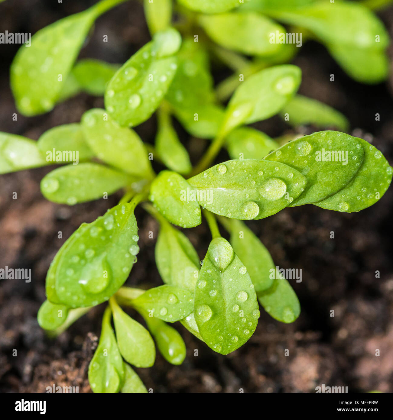 Leaf coreopsis hi-res stock photography and images - Alamy