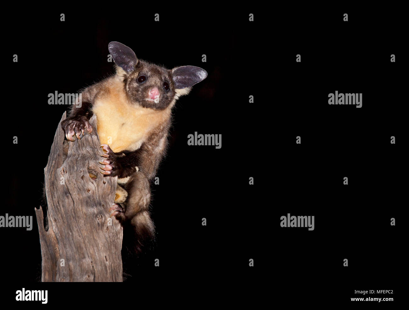 Yellow-bellied glider (Petaurus australis), Fam. Petauridae ...
