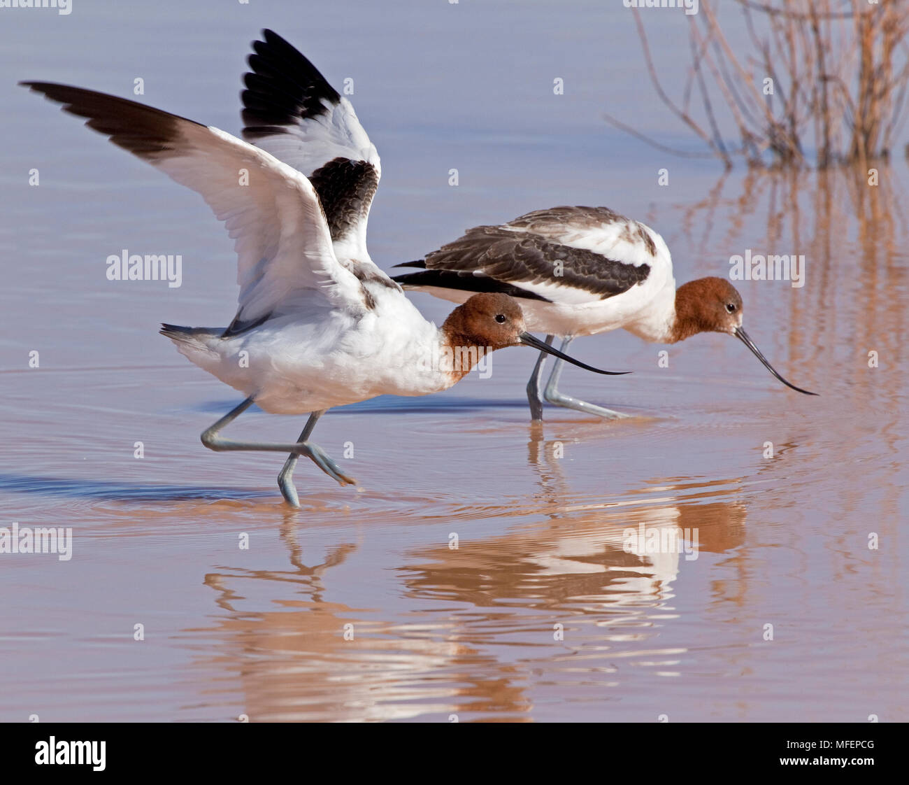 Red-necked Avocet (Recurvirostra novaehollandiae), Fam ...