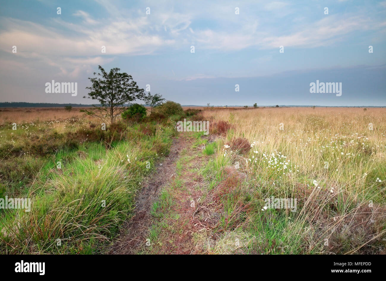 path in summer meadows and blue sky Stock Photo - Alamy