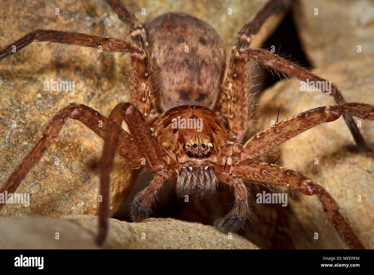 Heteropoda Stock Photos & Heteropoda Stock Images - Alamy