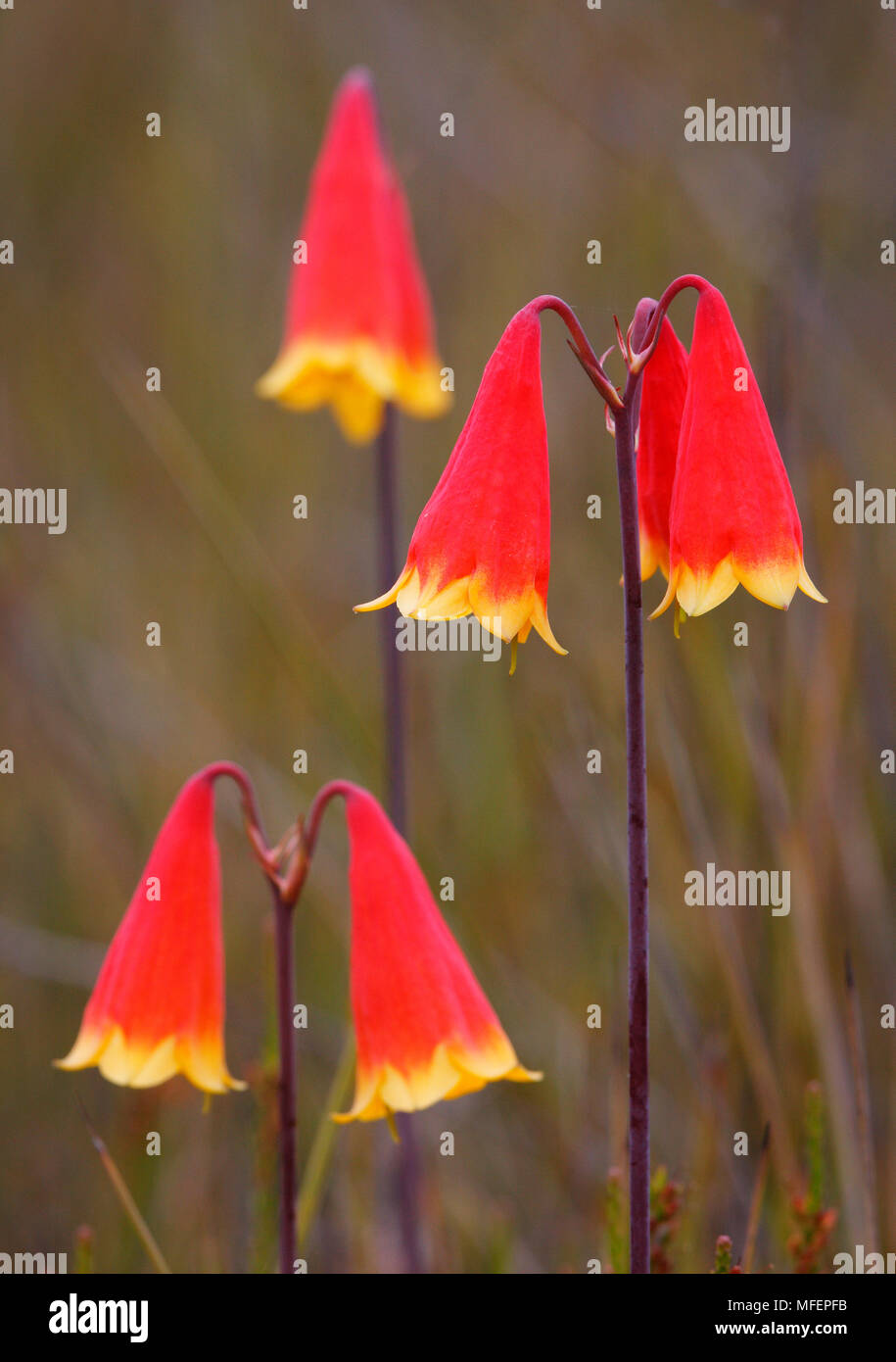 Large-flowered Christmas Bell (Blandfordia grandiflora), Gibralta Range ...
