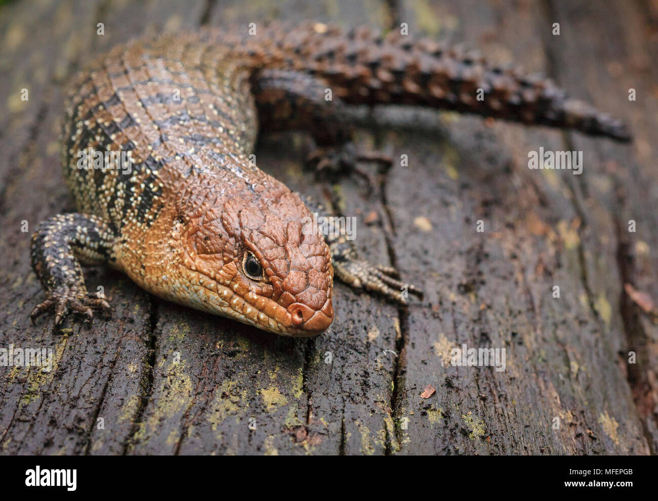 Cunningham Skink (Egernia cunninghami), Fam. Scincidae, Tuggolo State ...