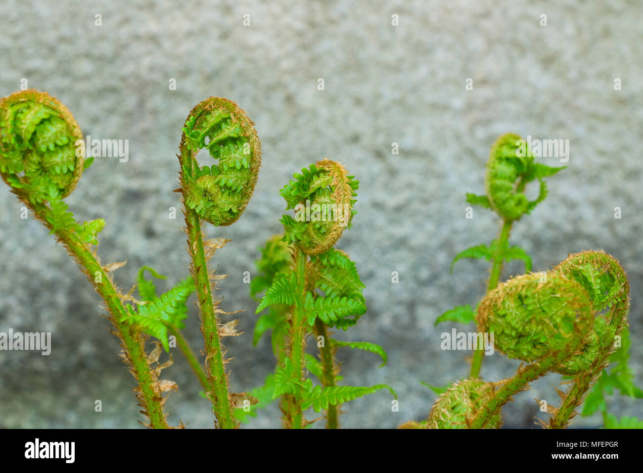 The sprouting shoots of a fern Stock Photo - Alamy