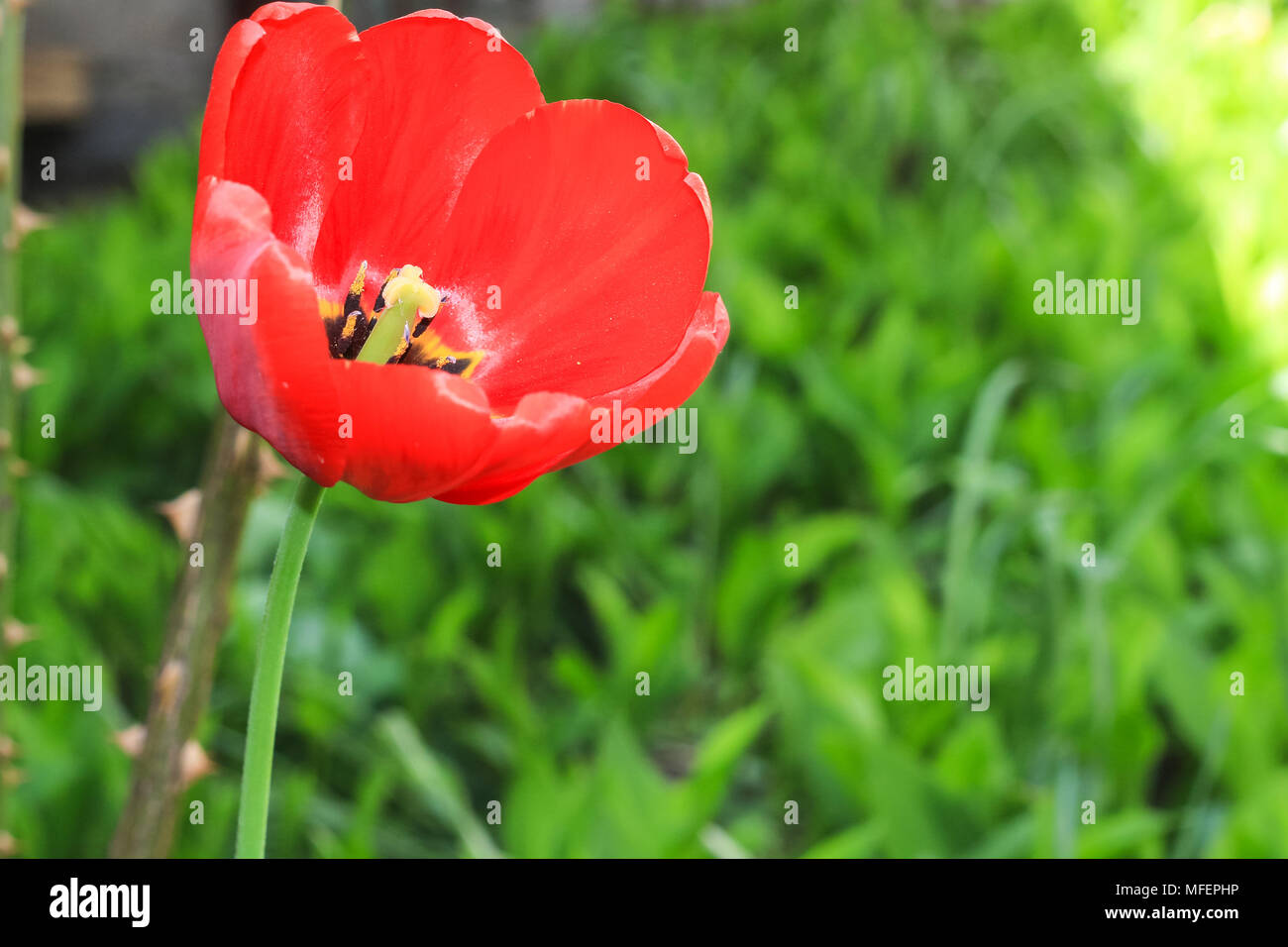 Sun flower background hi-res stock photography and images - Alamy