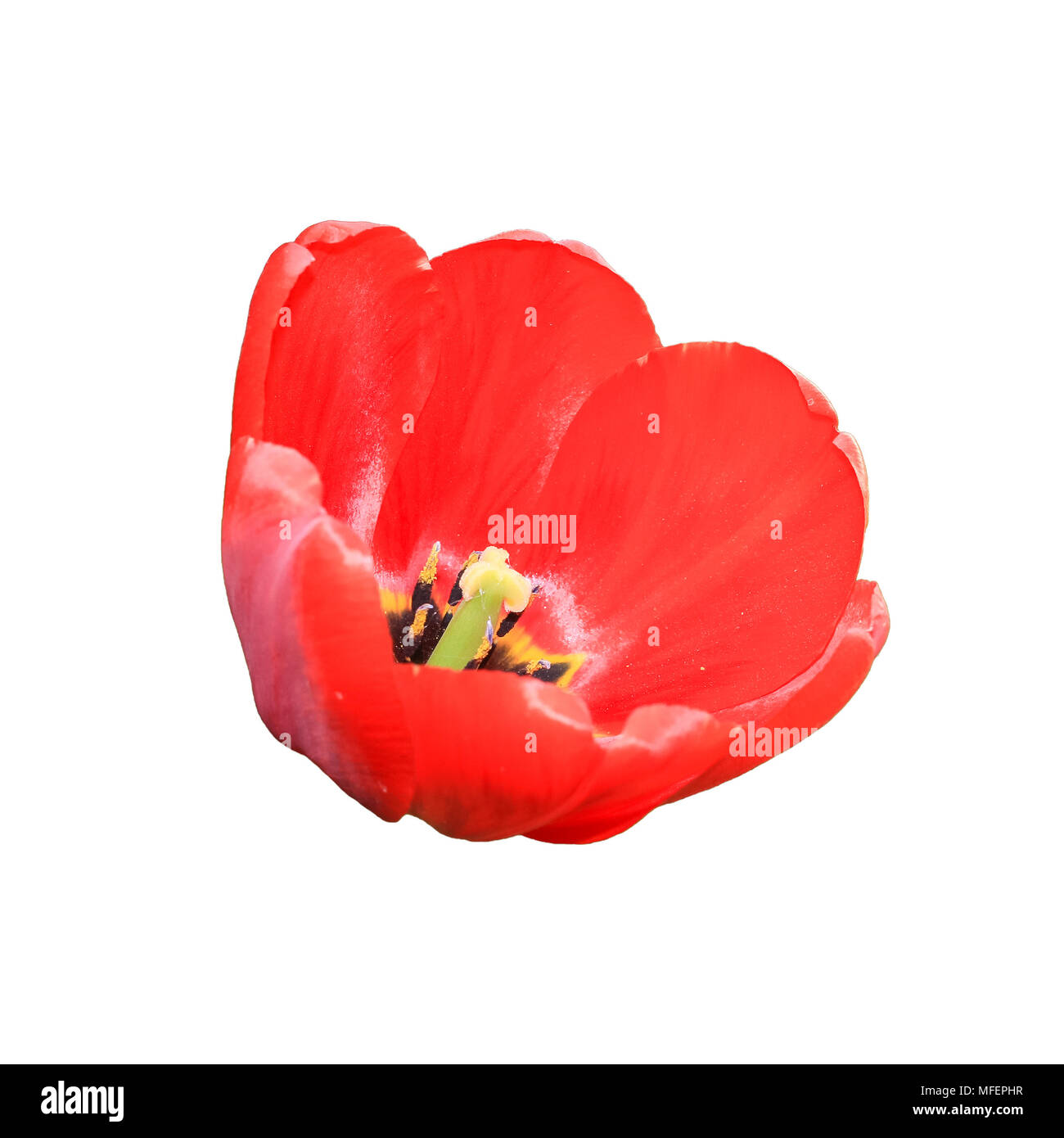 Flower background Cut Out Stock Images & Pictures - Alamy
