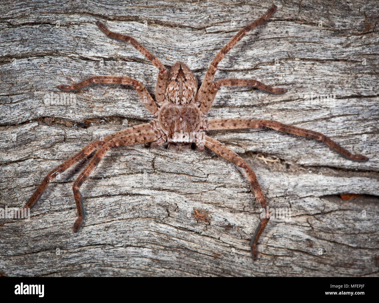 Huntsman spider 0010 hi-res stock photography and images - Alamy