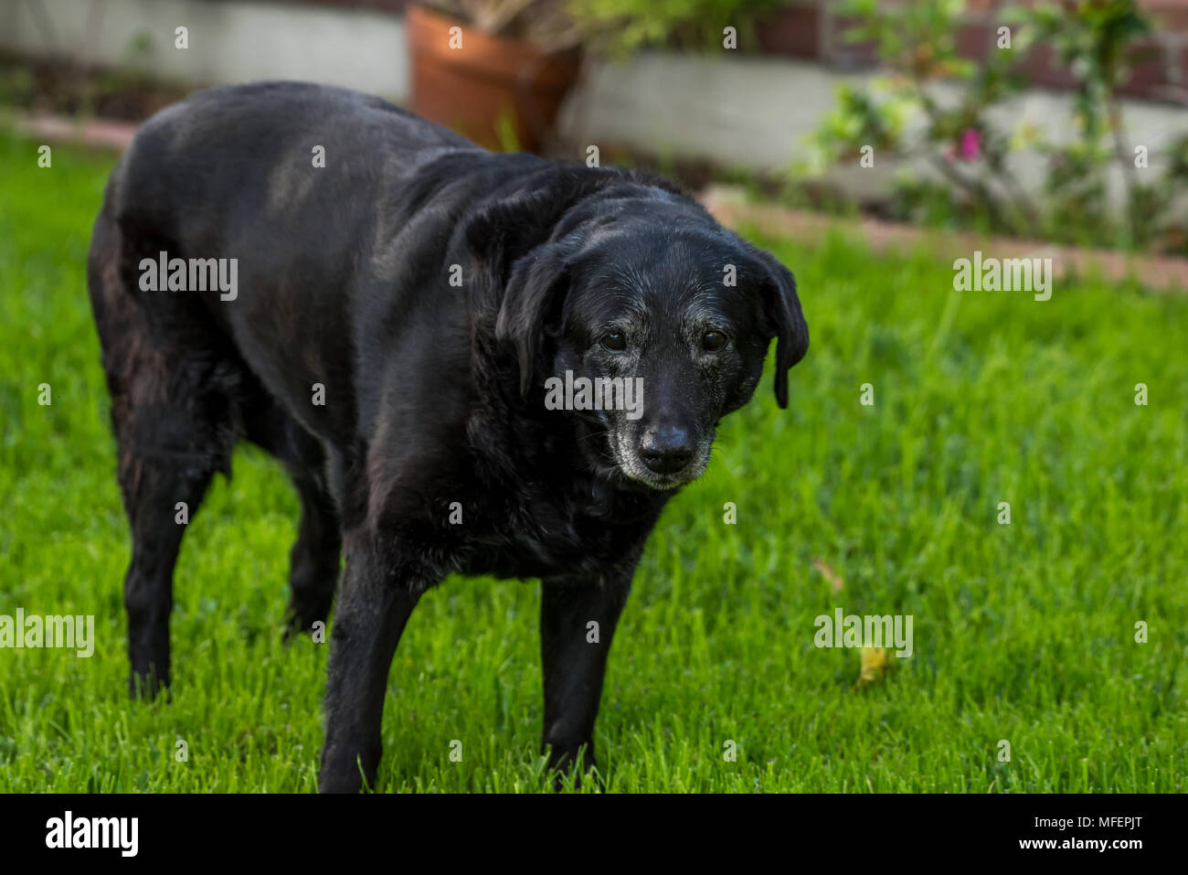 Old Black Labrador retriever with greying face Stock Photo - Alamy