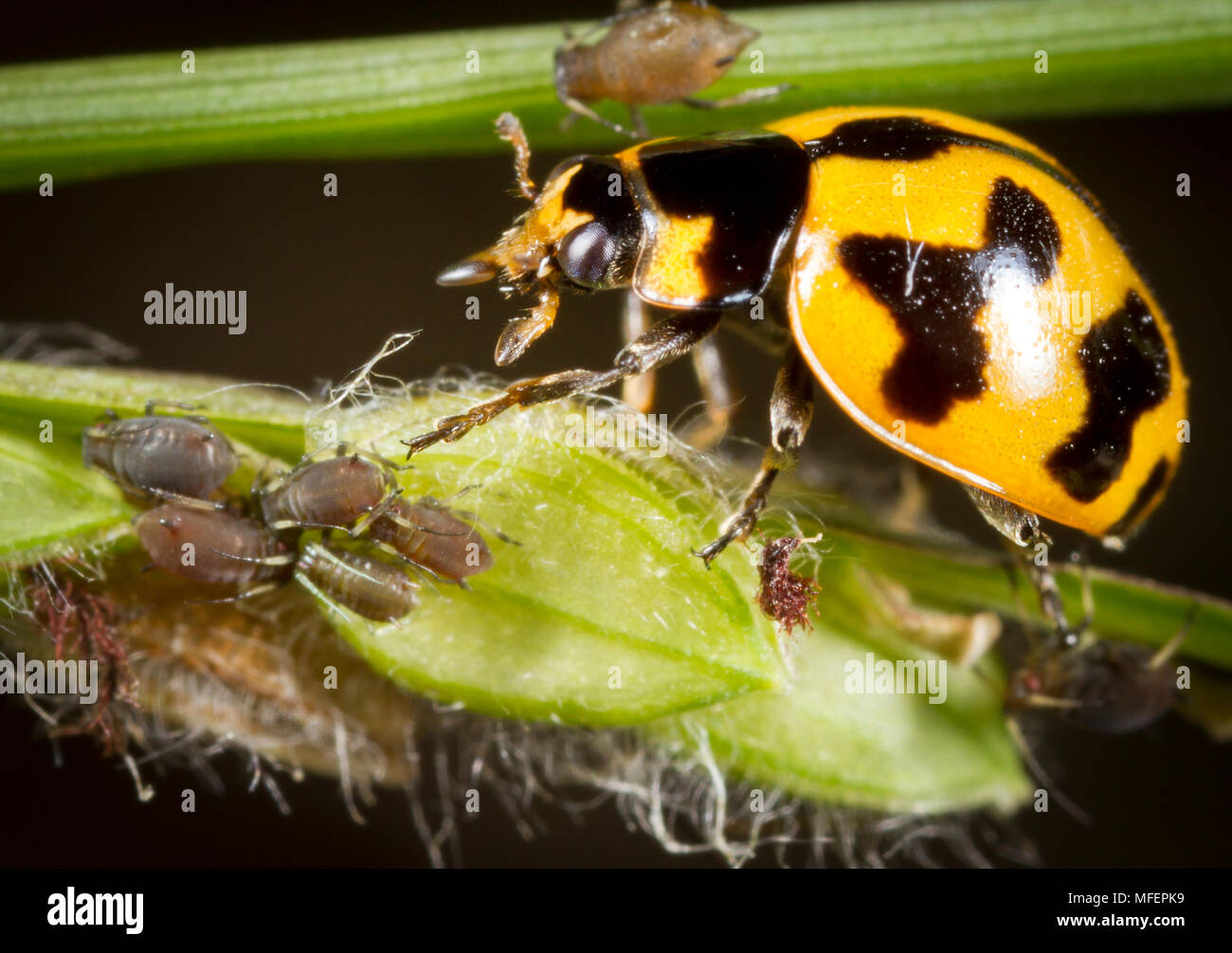 Transversalis hi-res stock photography and images - Alamy