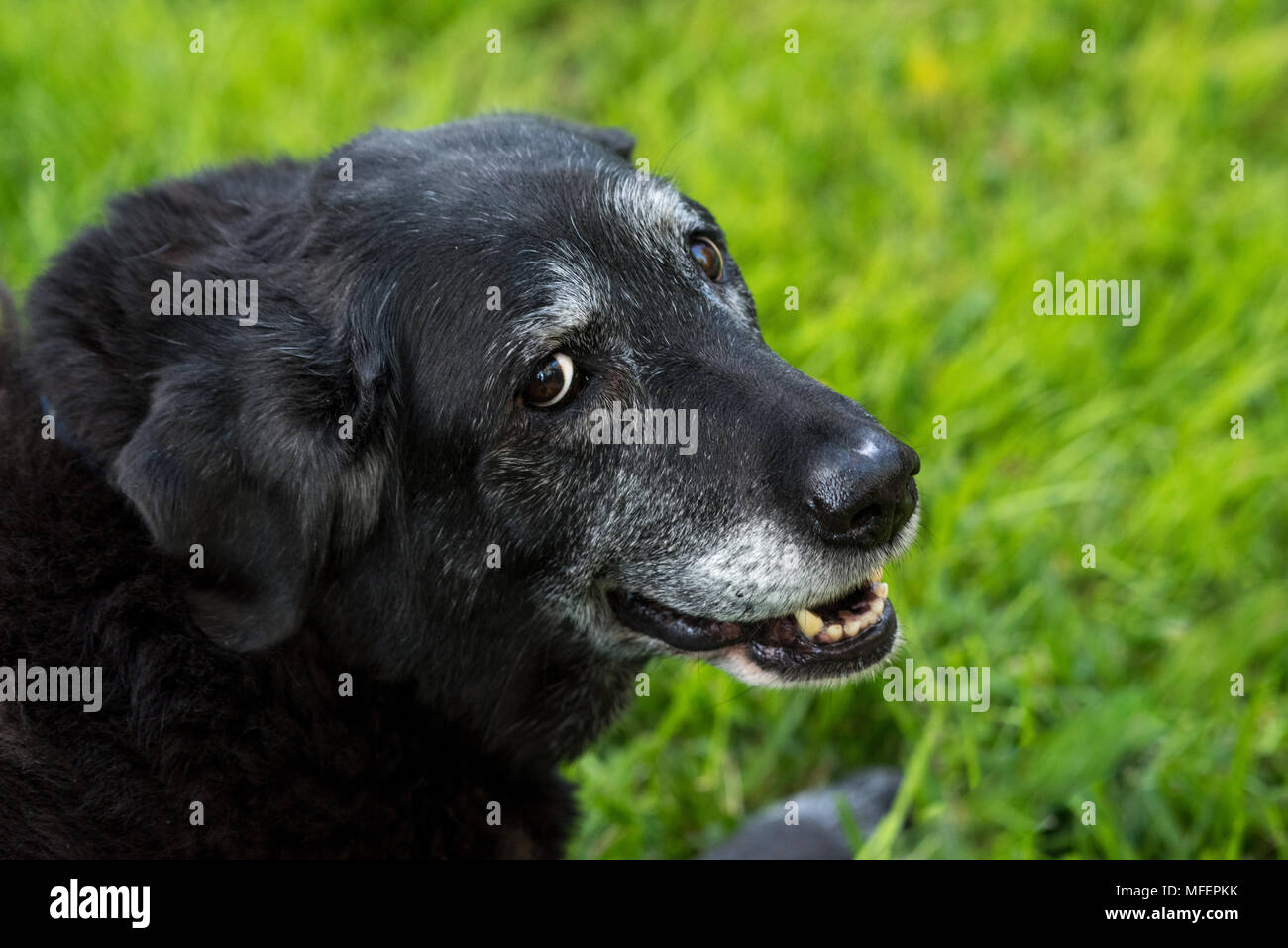Old Black Labrador retriever with greying face Stock Photo - Alamy