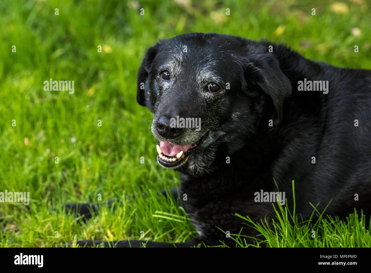 Old Black Labrador retriever with greying face Stock Photo - Alamy