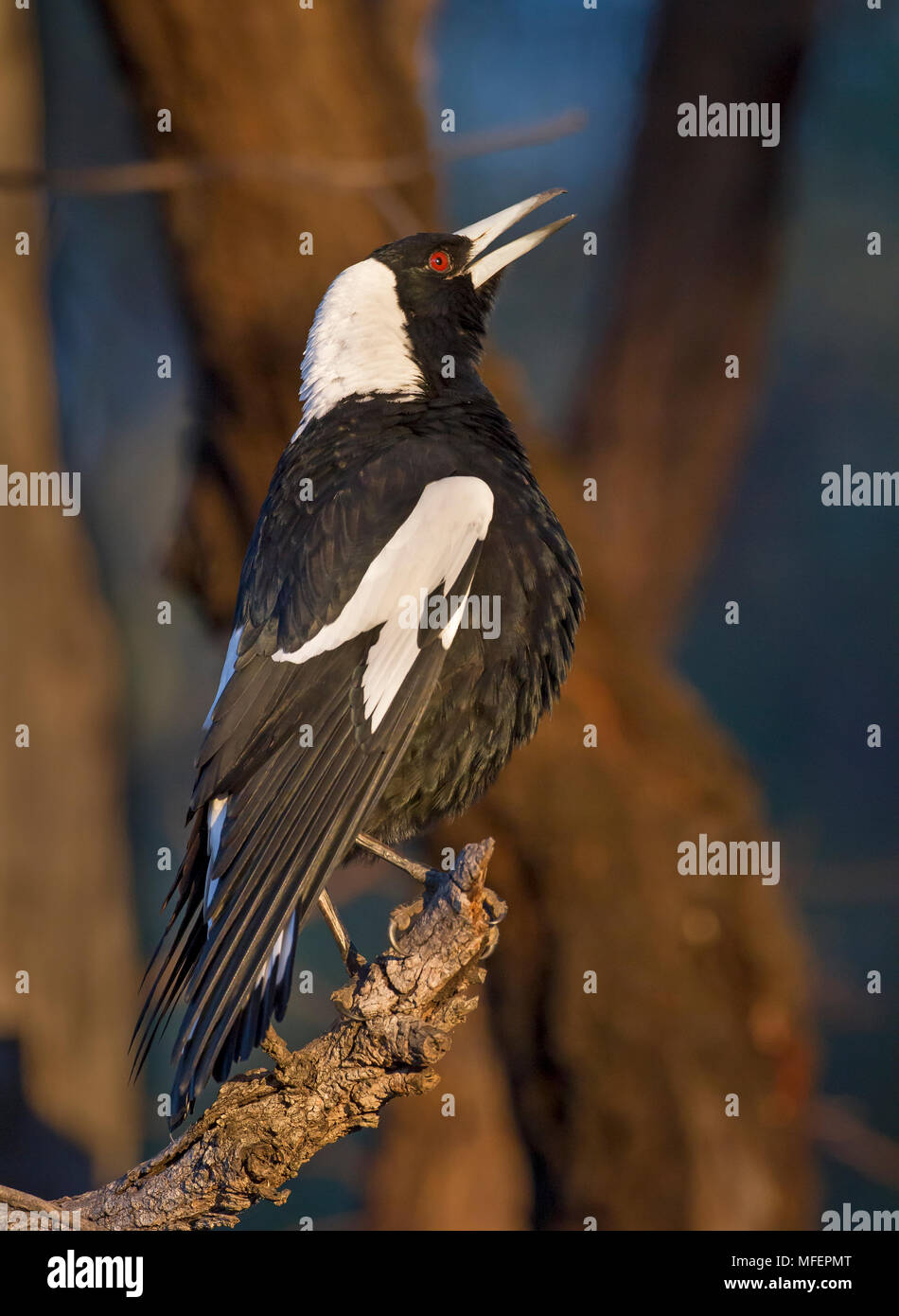 Australian Magpie (Gymnorhina tibicen), Fam. Artamidae, Carnarvon ...