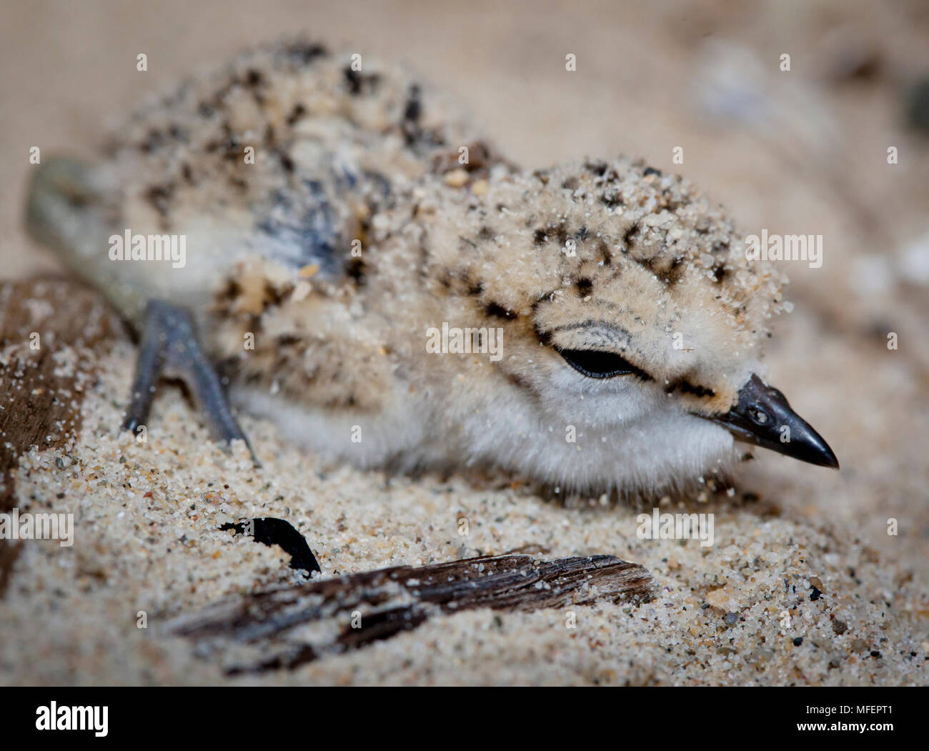 Red capped plover chick 0003 hi-res stock photography and images - Alamy