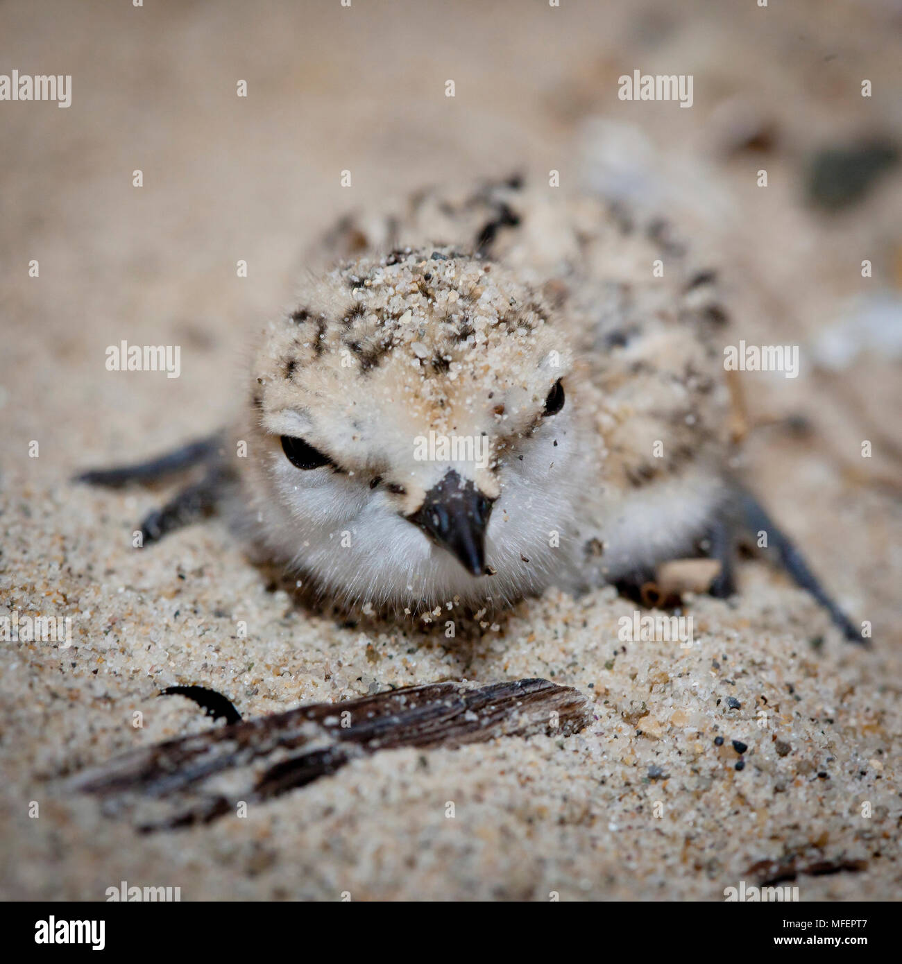 Red Capped Plover Australia High Resolution Stock Photography and ...