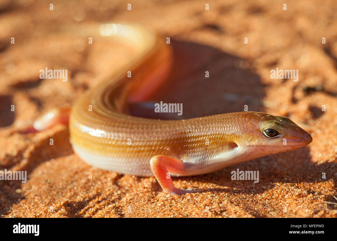 Sand swimmer skink hi-res stock photography and images - Alamy