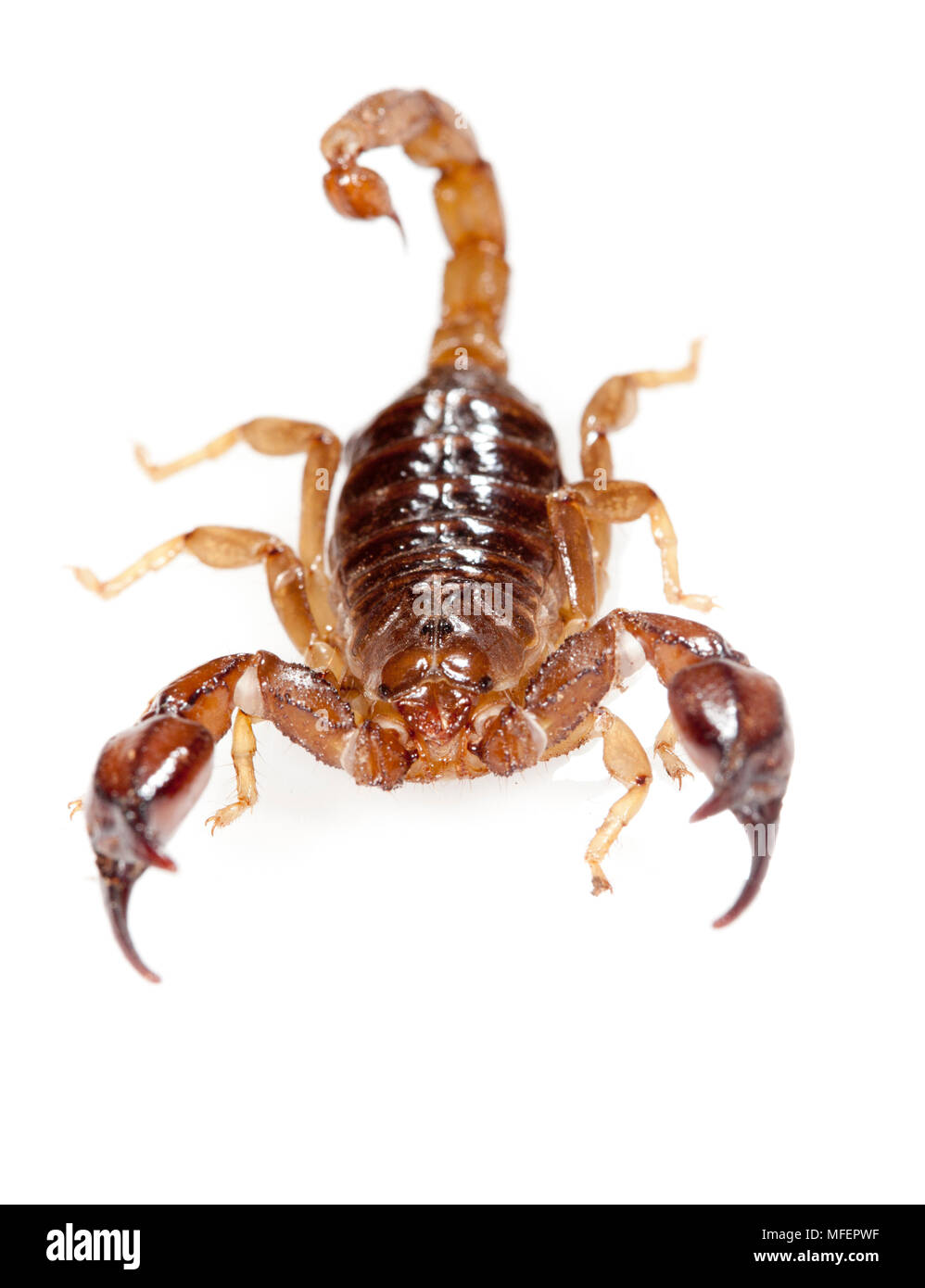Scorpion 0020 hi-res stock photography and images - Alamy