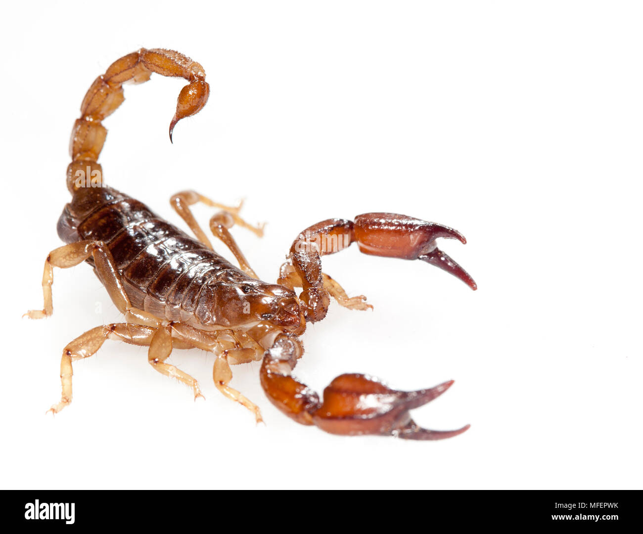 Scorpion 0024 hi-res stock photography and images - Alamy