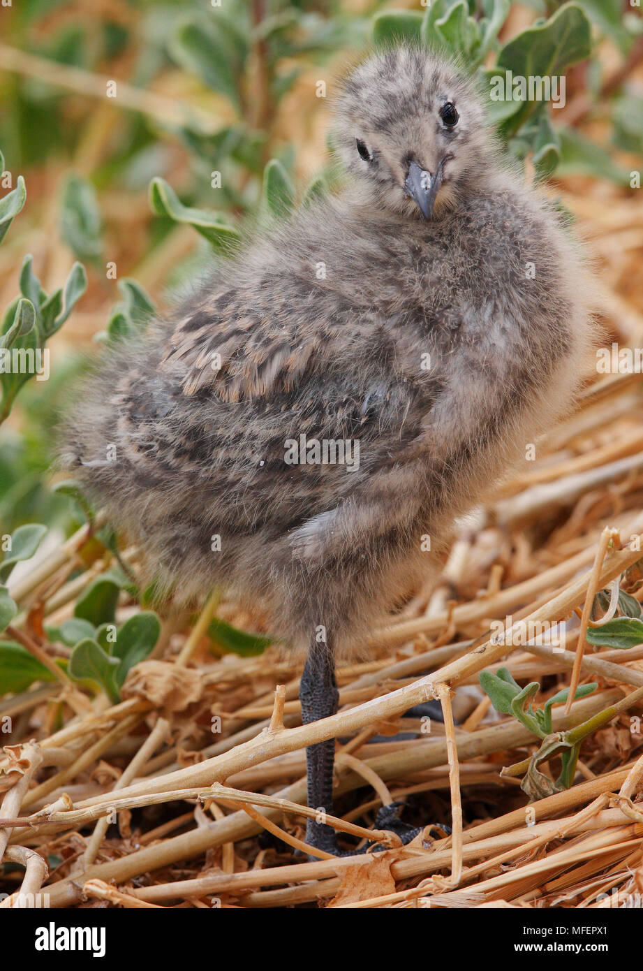 Fam laridae hi-res stock photography and images - Alamy