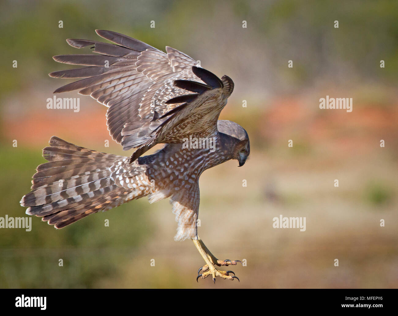 Spotted harrier 0015 hi-res stock photography and images - Alamy