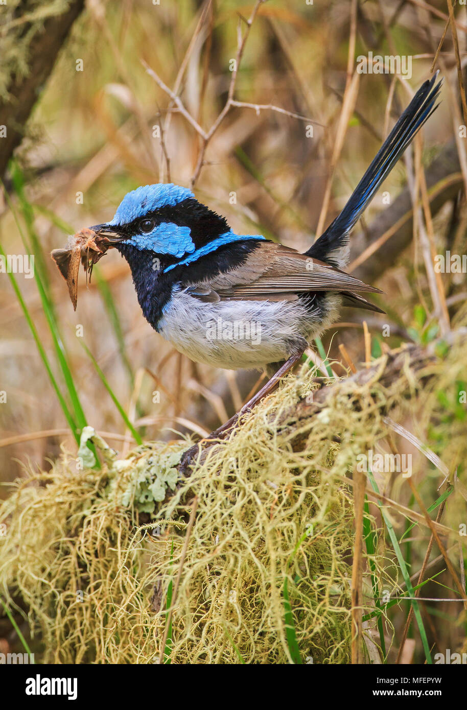 Superb Fairy Wren Nest