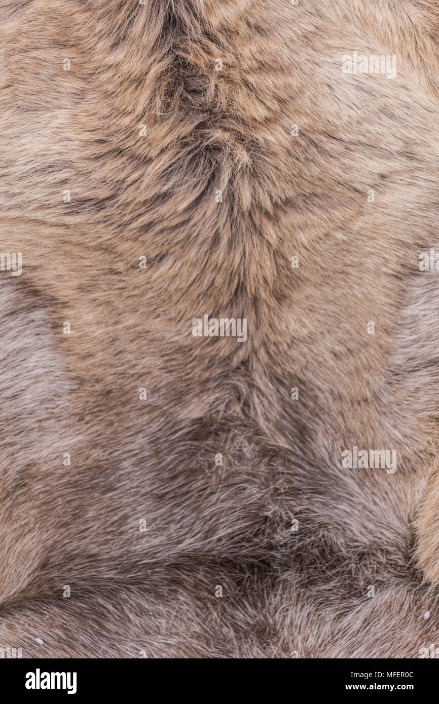 Skin of deer, background, texture Stock Photo - Alamy