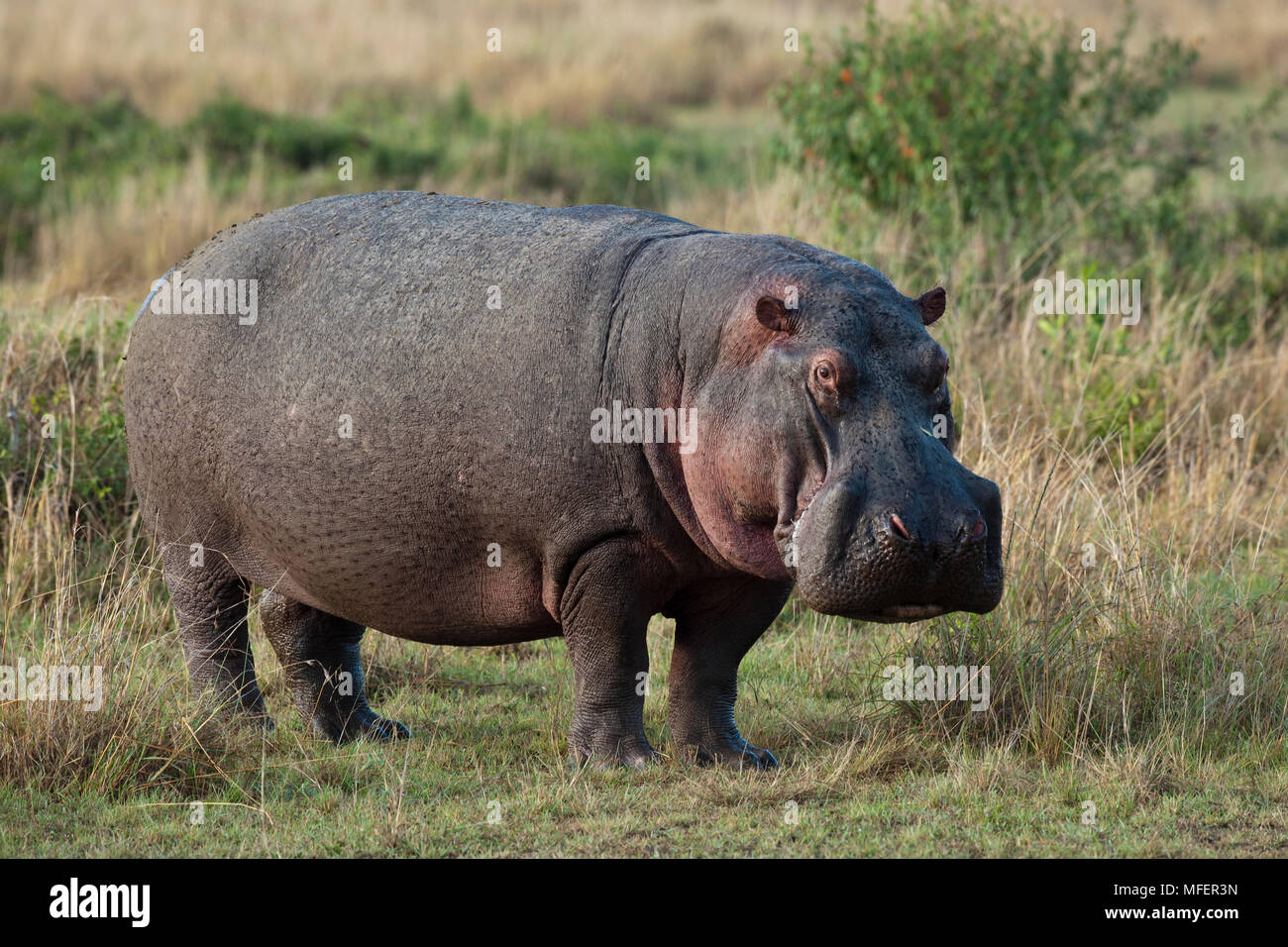 080911 xyz0740 hi-res stock photography and images - Alamy