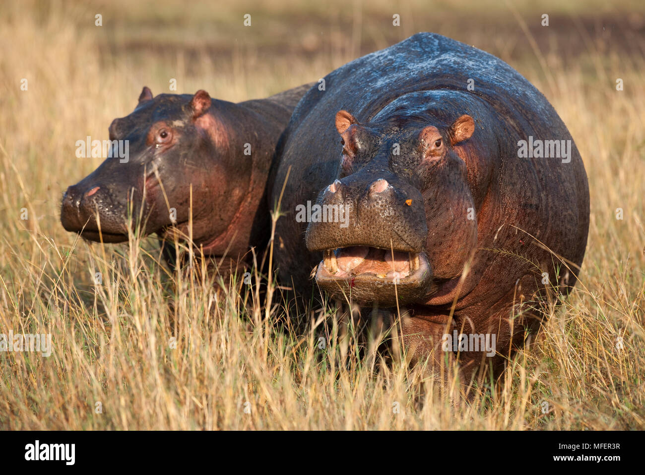 Hippopotamus and large calf in morning light, Hippopotamus amphibius ...