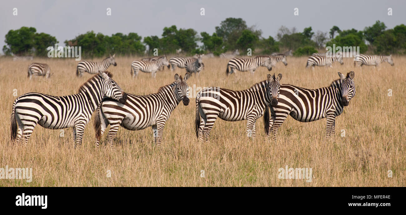 Form line hi-res stock photography and images - Alamy