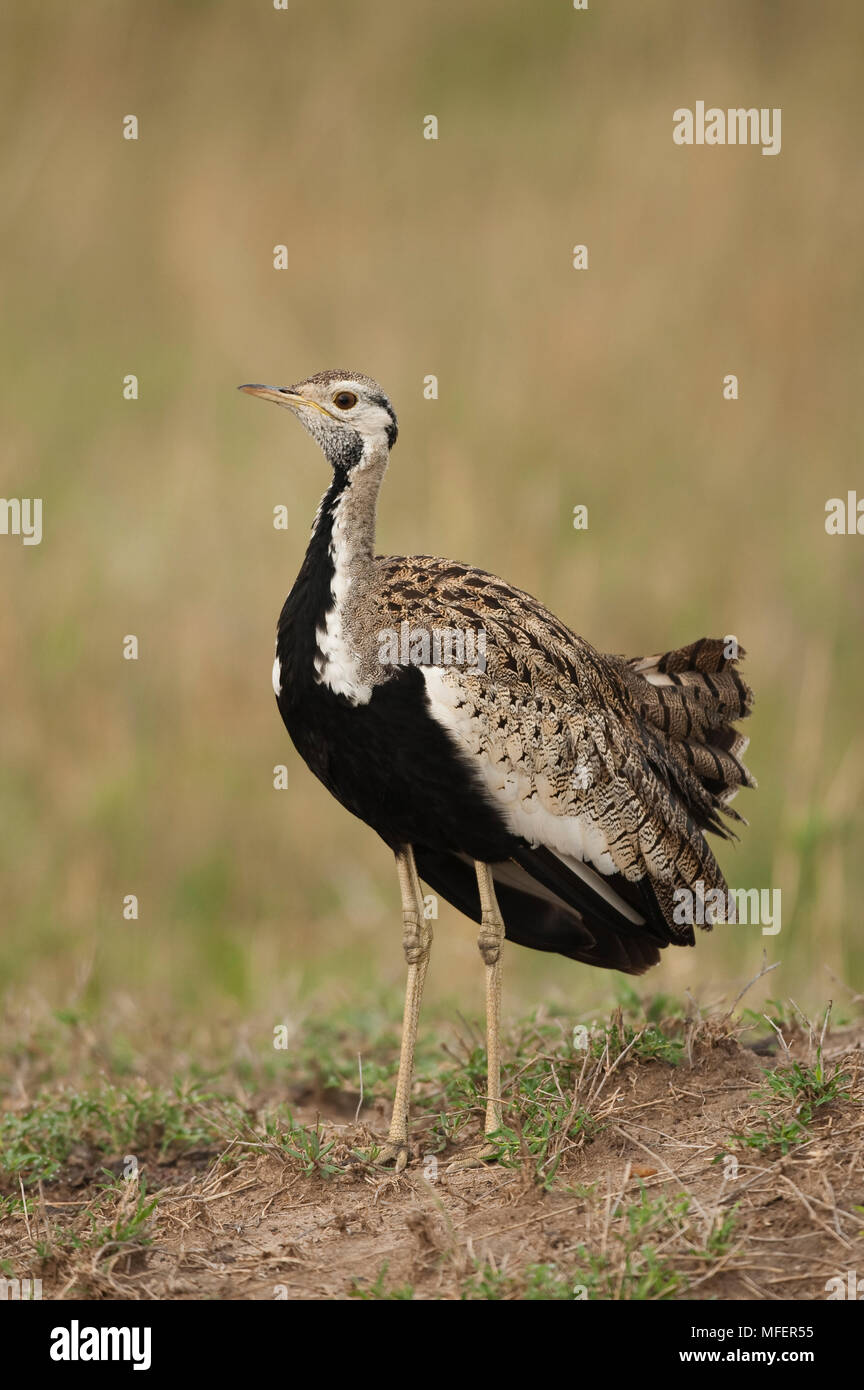 Black-bellied bustard in courtship display, Eupodotis melanogaster ...