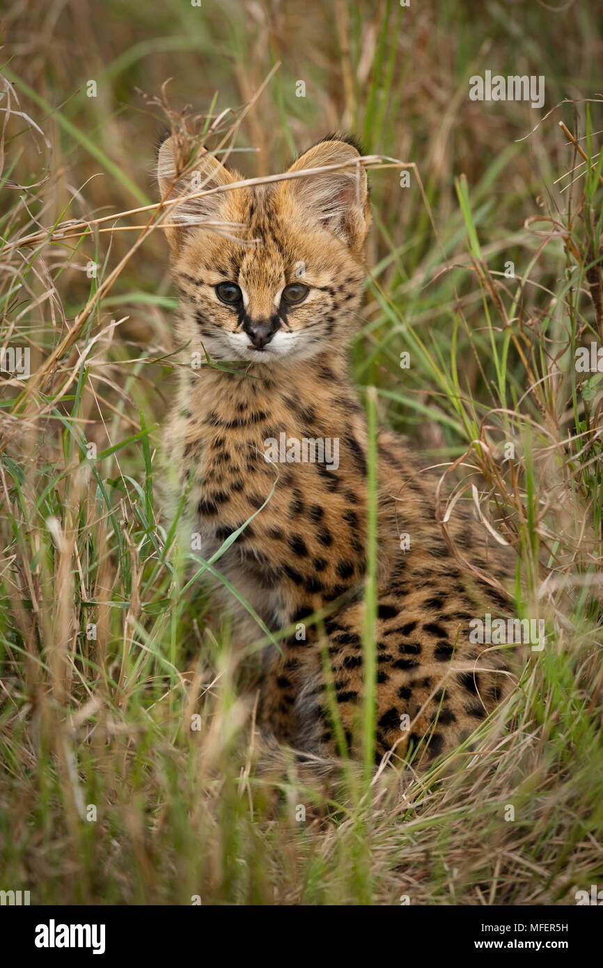 A serval is almost lost to sight in the tall grasses, Felis serval ...