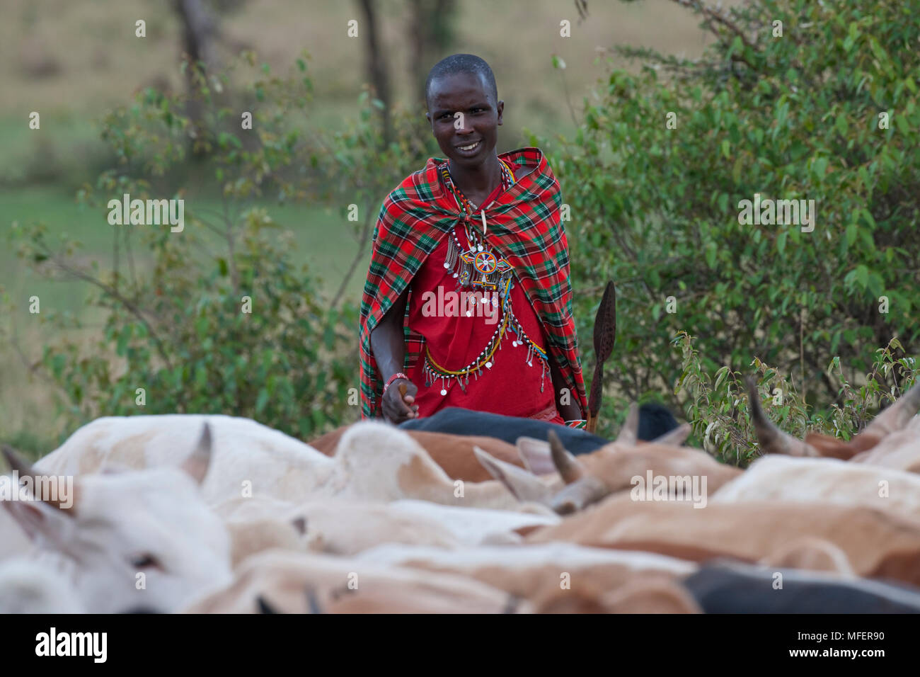 Masai herding cattle kenya hi-res stock photography and images - Alamy