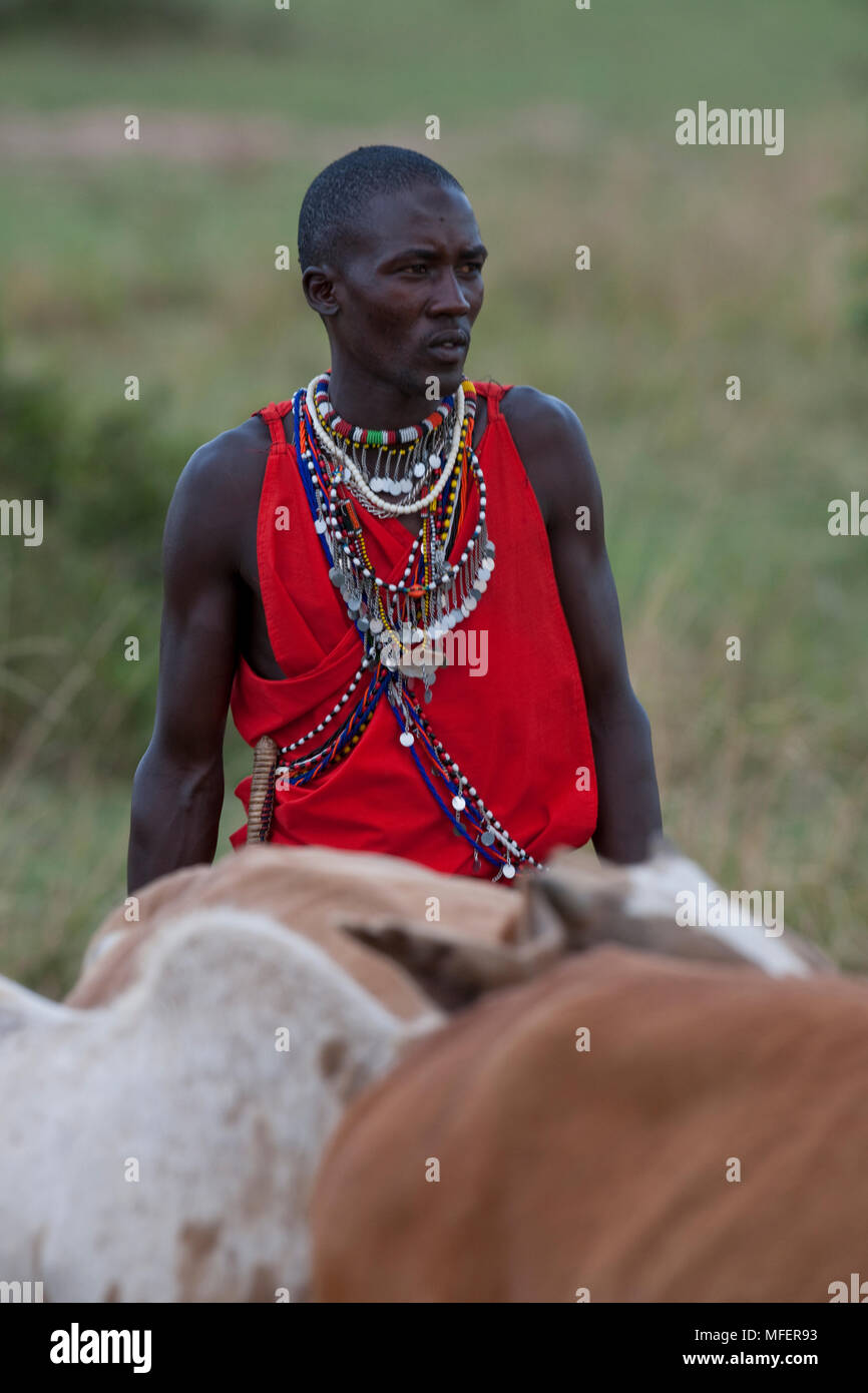 Masai warrior ( a "moran") herding cattle, Kenya Stock Photo - Alamy