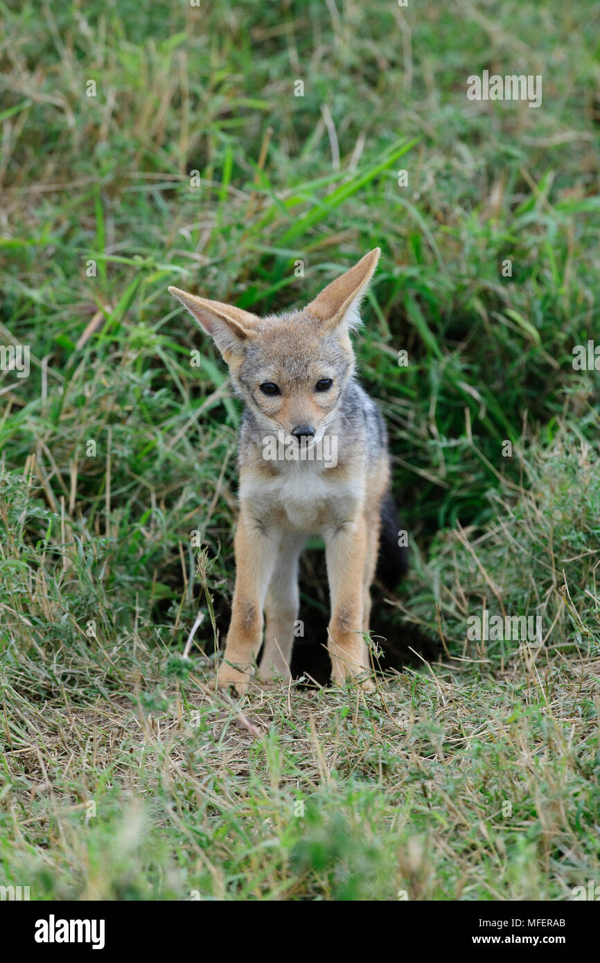 Silver backed jackal hi-res stock photography and images - Alamy