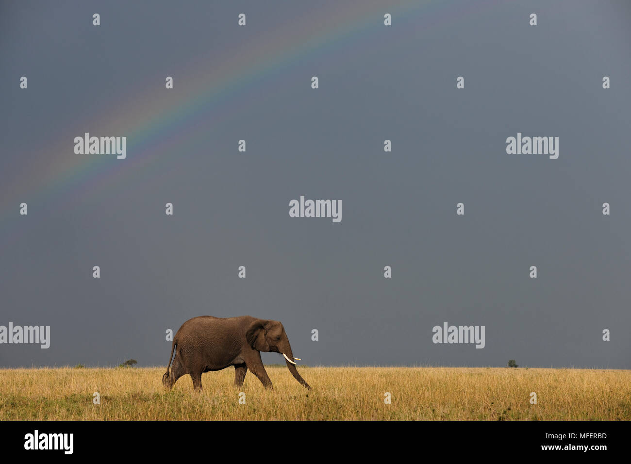 Rainbow elephant hi-res stock photography and images - Alamy