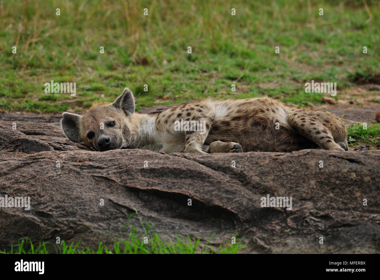 Spotted hyaena dozing on rock outcrop, Crocuta crocuta; Masai Mara ...
