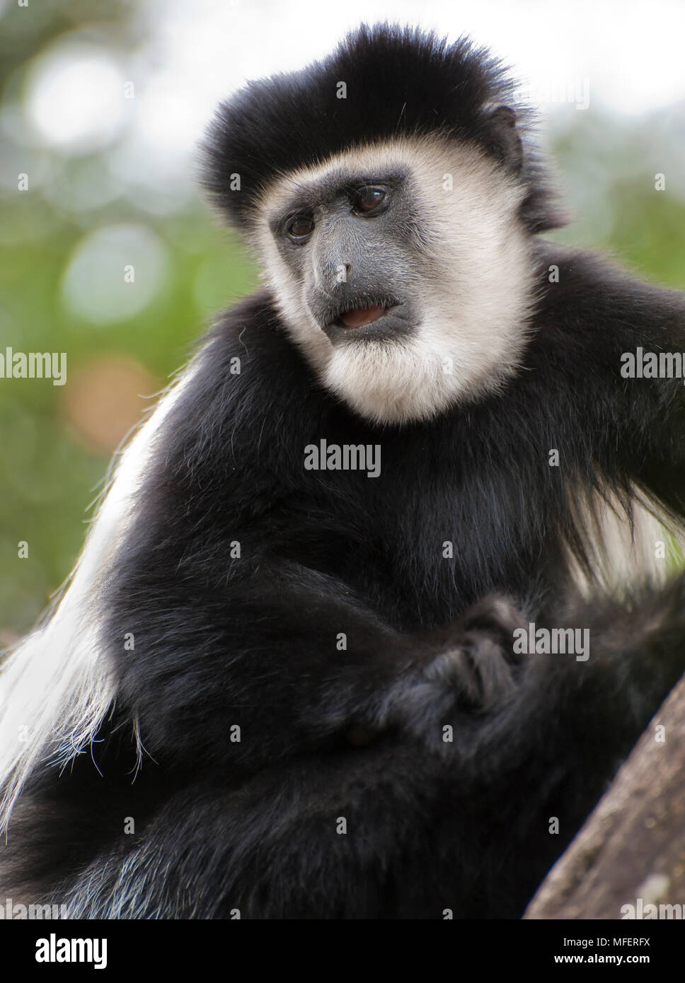 Black and white colobus monkey, Colobus polykomos; Kenya Stock Photo ... Black and white colobus monkey, Colobus polykomos; Kenya Stock Photo ...