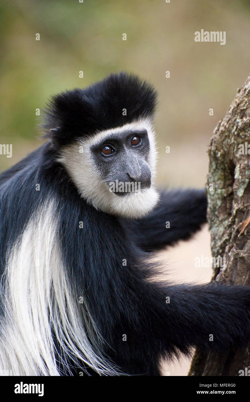 Black and white colobus monkey, Colobus polykomos; Kenya Stock Photo ...