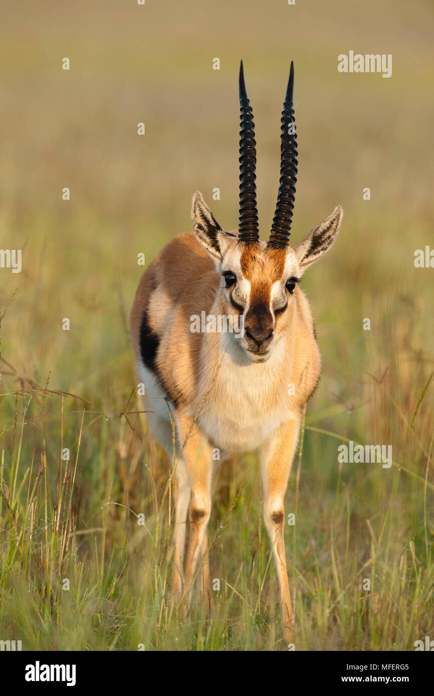 Male Thompson's gazelle, Gazella thomsonii; Lake Nakuru National Park ...