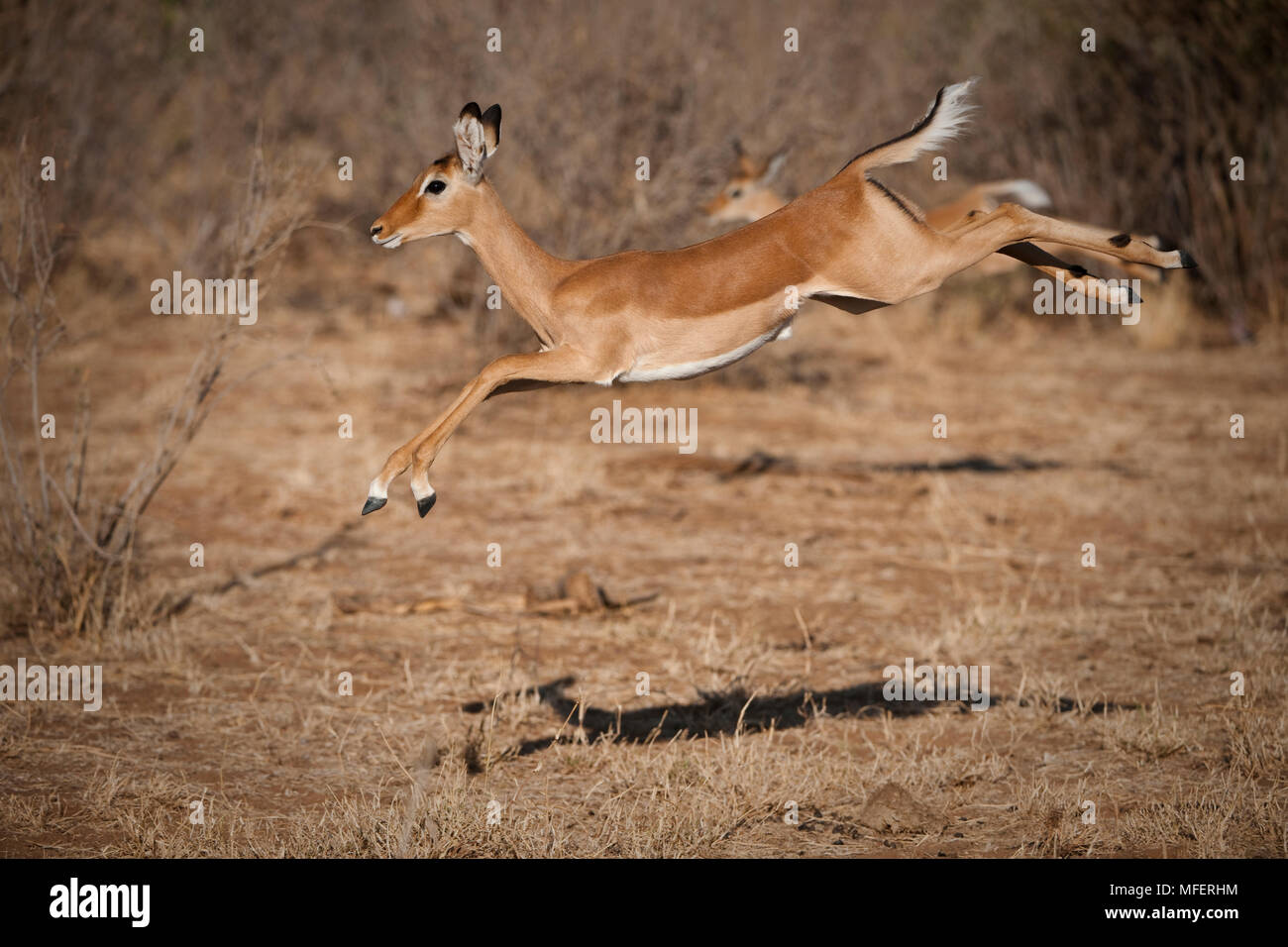 Young impala leaping, Aepycetos melampus; Samburu National Reserve ...