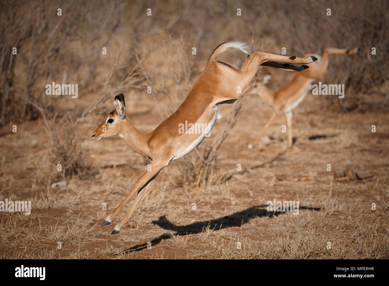 Leaping impala hi-res stock photography and images - Alamy