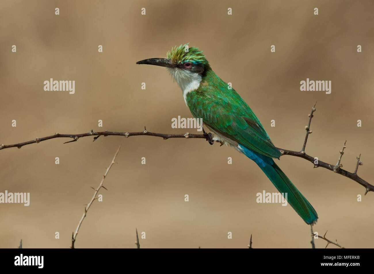 Somali bee-eater, Merops revolii; Samburu National Reserve, Kenya Stock Photo - Alamy