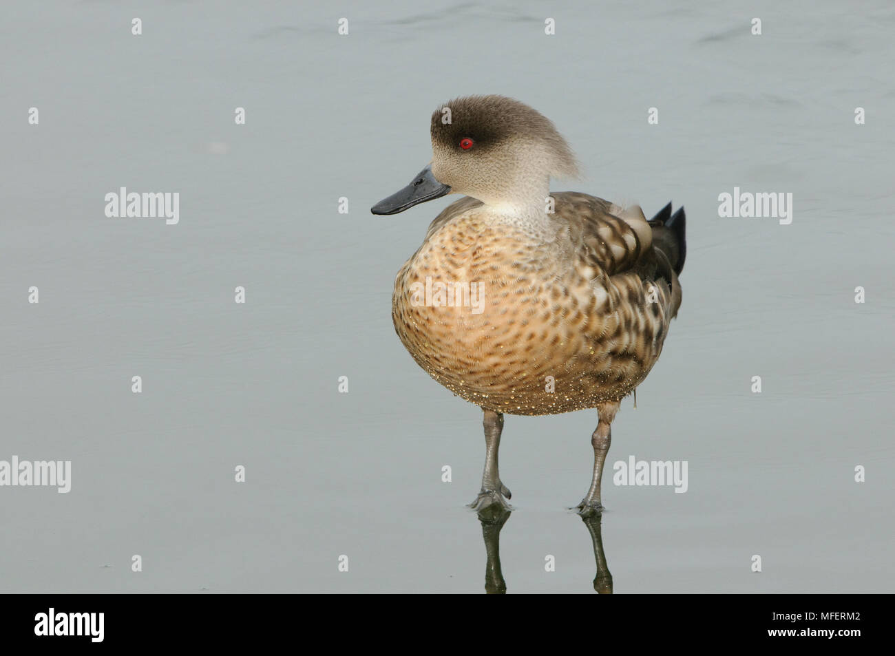 South american crested ducks hi-res stock photography and images - Alamy