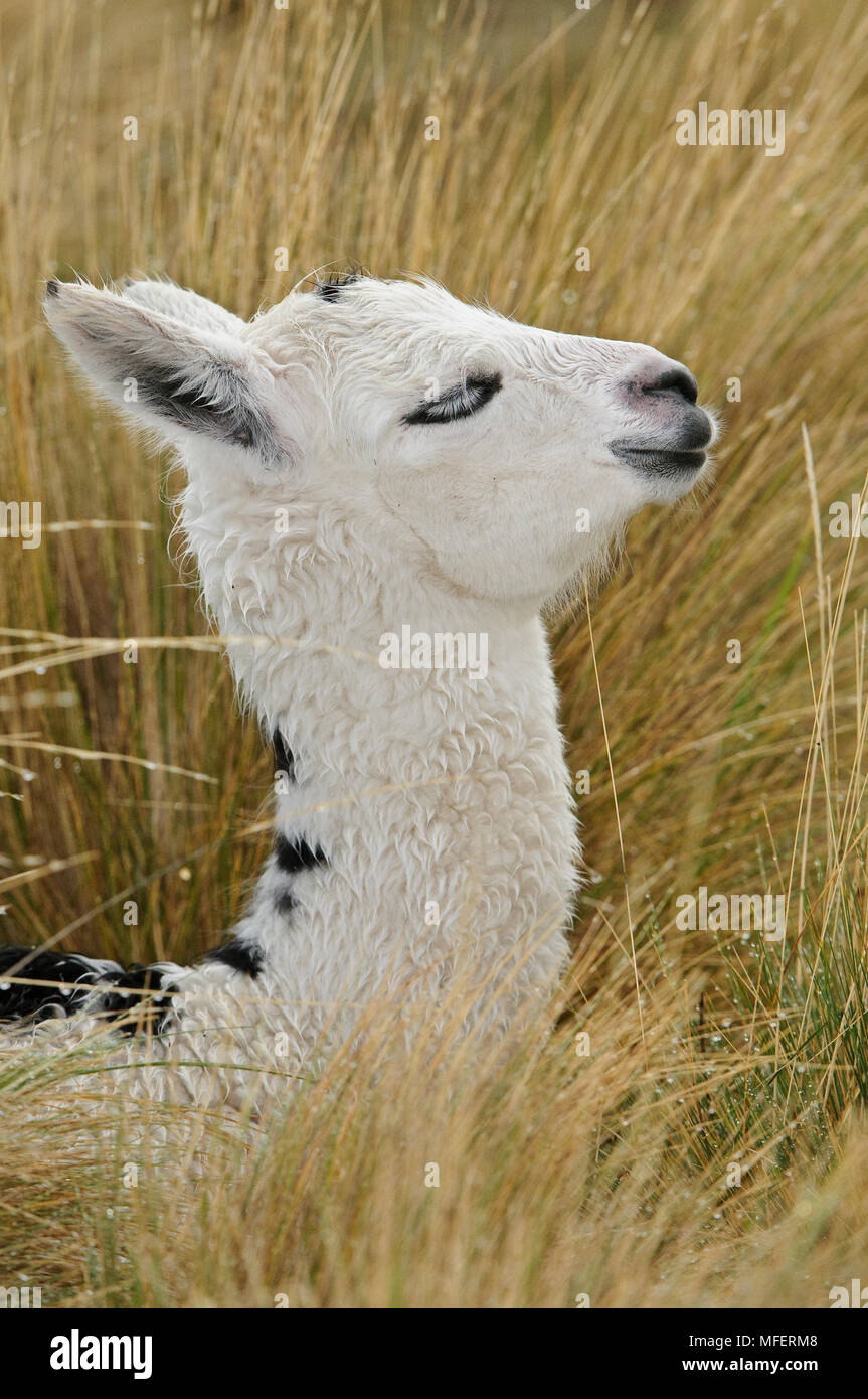 YOUNG ALPACA SLEEPING, Vicugna pacos; Patagonia, Chile Stock Photo - Alamy