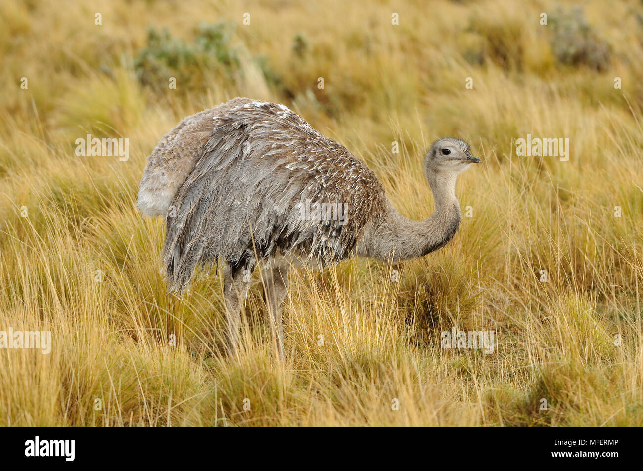 Lesser rhea hi-res stock photography and images - Alamy
