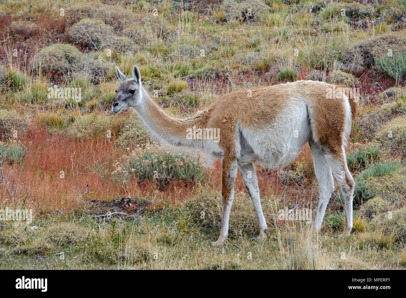 . The guanaco is native to the arid, mountainous regions of South ...