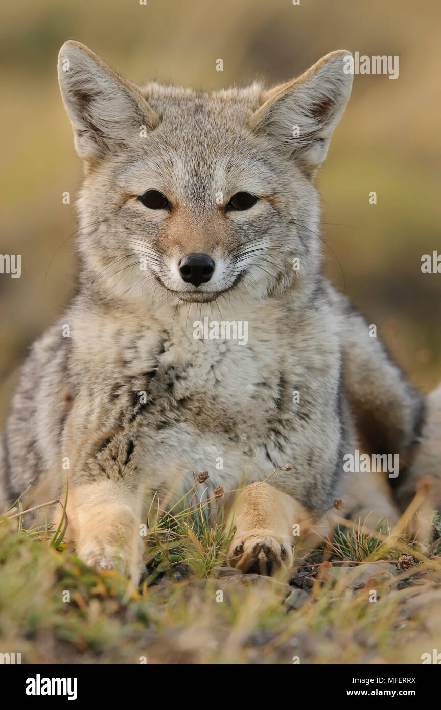 Patagonian Grey Fox Stock Photos & Patagonian Grey Fox Stock Images - Alamy